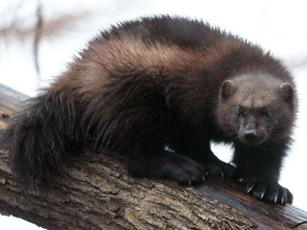 Wolverine | Animals Wiki | Fandom