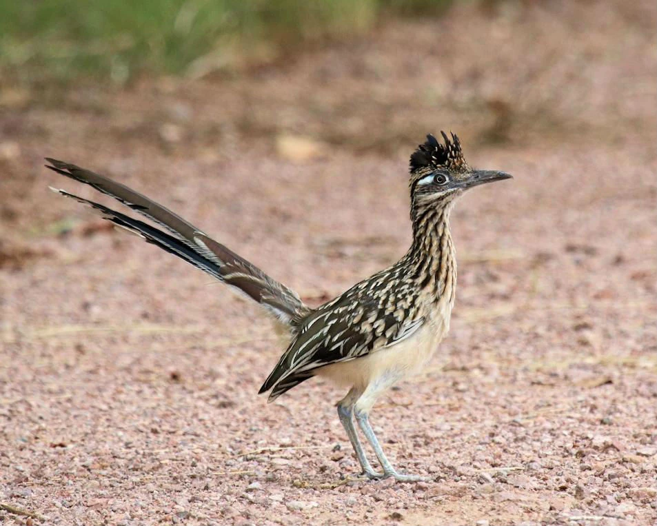 Greater Roadrunner | Animals Wiki | Fandom