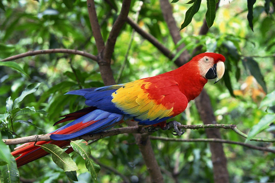 Parrot | Animals all over the world Wiki | Fandom