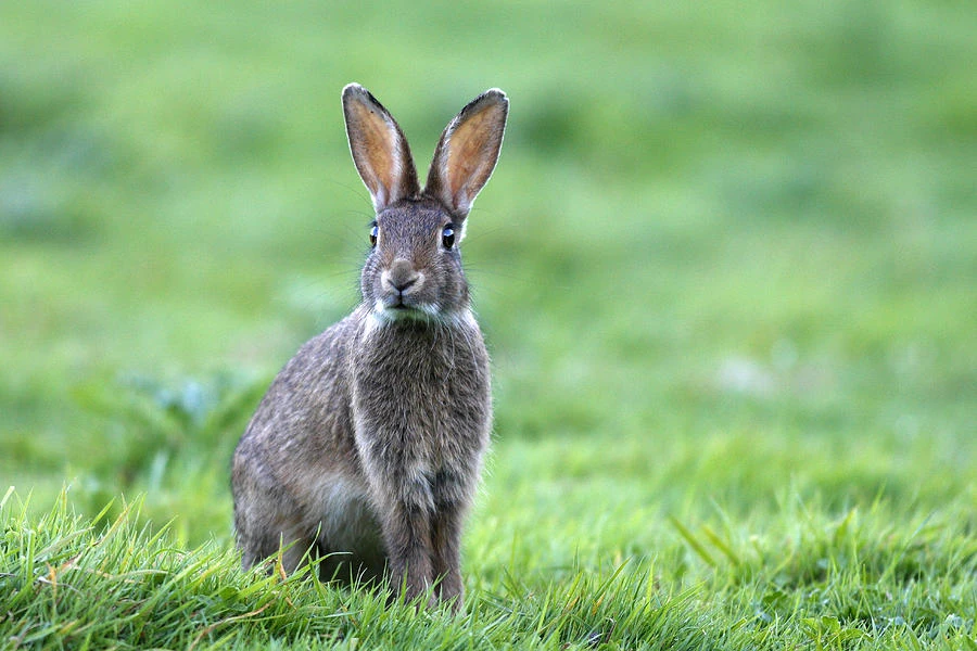 Rabbit | Animals all over the world Wiki | Fandom