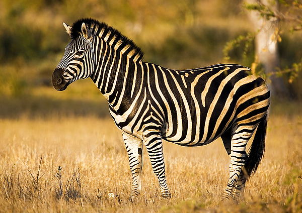 Zebra | Animals all over the world Wiki | Fandom Zebra | Animals all over the world Wiki | Fandom