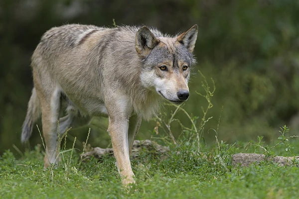 Wolf | Animals all over the world Wiki | Fandom