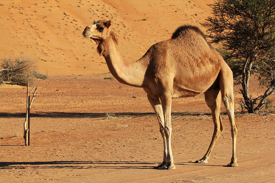 Camel | Animals all over the world Wiki | Fandom