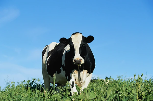 Cow | Animals all over the world Wiki | Fandom