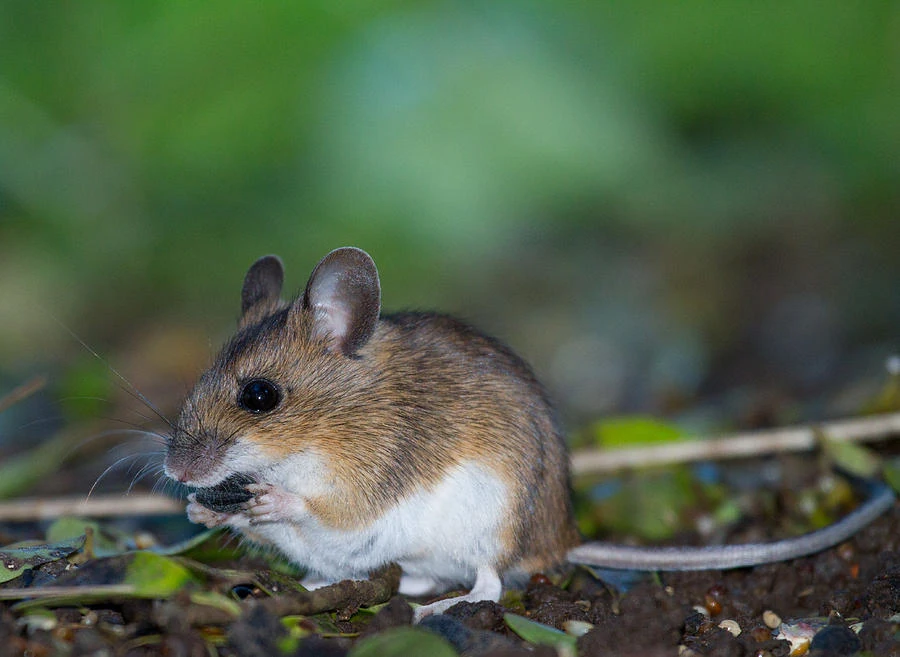 Mouse | Animals all over the world Wiki | Fandom