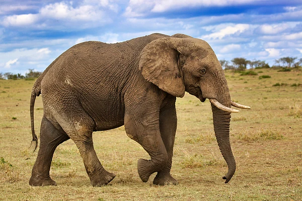 Elephant | Animals all over the world Wiki | Fandom