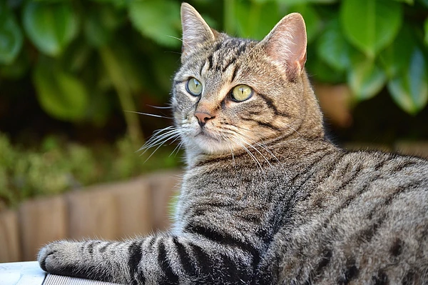 Cat | Animals all over the world Wiki | Fandom