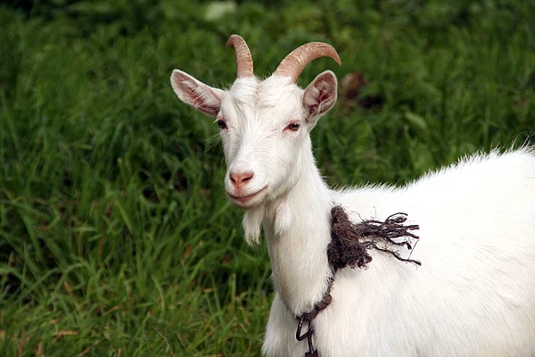 Goat | Animals all over the world Wiki | Fandom