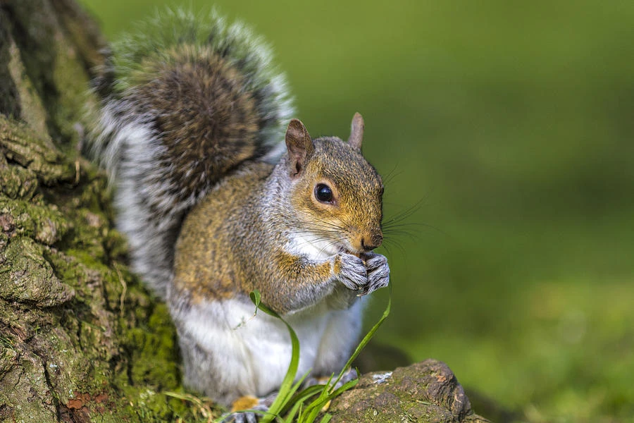 Squirrel | Animals all over the world Wiki | Fandom
