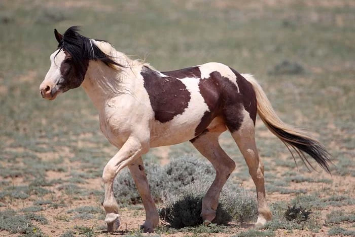 Mustangs | Animals and animal ocs Wiki | Fandom