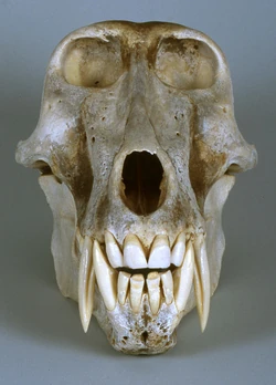 mandrill skull labeled