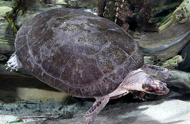 Giant Amazon River Turtle