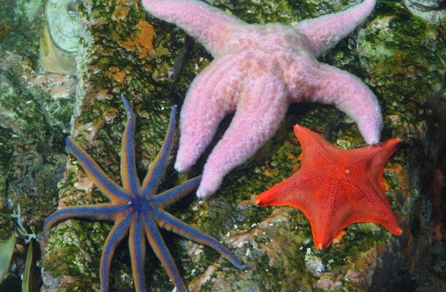 Sea Stars | Animals, and creatures that lived in prehistory Wiki | Fandom