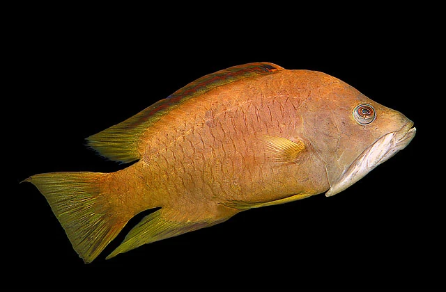 Slingjaw Wrasse Juvenile