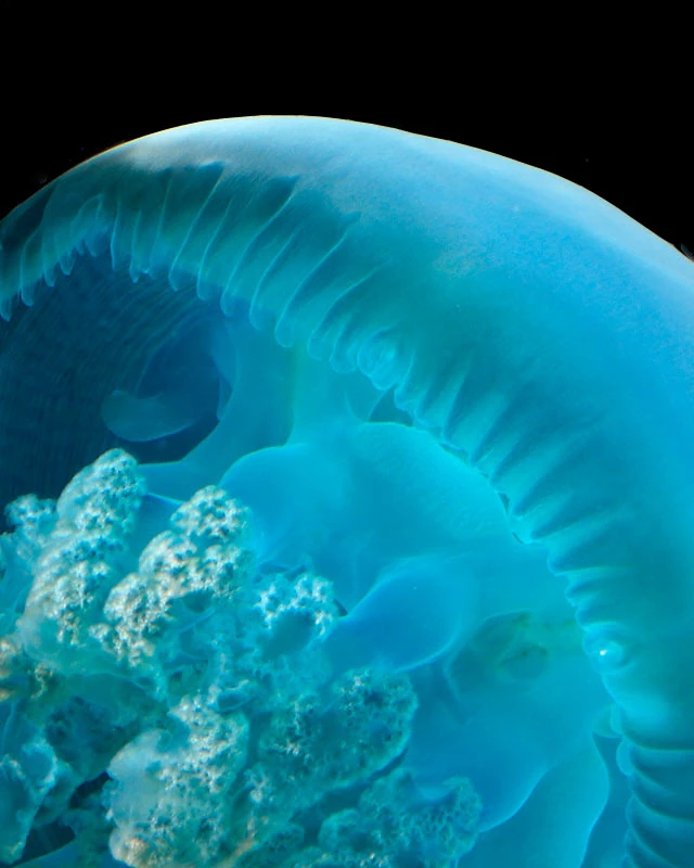 Blue Blubber Jelly Catostylus mosaicus | Animals, and creatures that ...