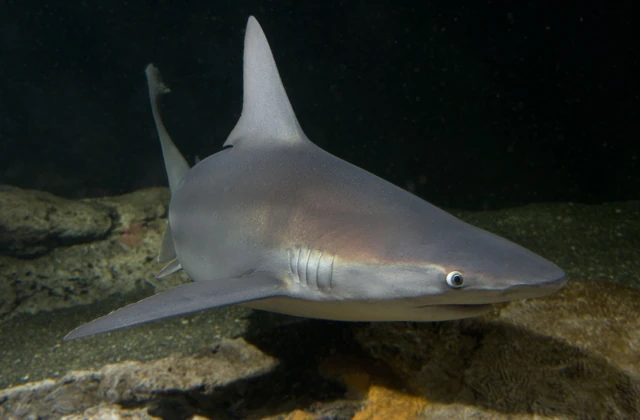 Sandbar Shark Carcharhinus plumbeus | Animals, and creatures that lived ...