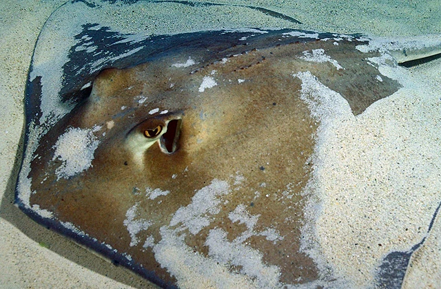 Roughtail Stingray