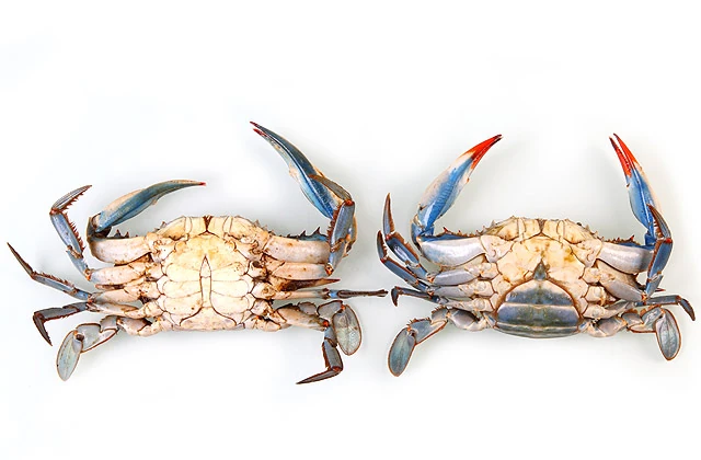 Blue Crab Callinectes sapidus | Animals, and creatures that lived in ...