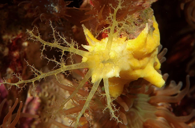 Yellow Sea Cucumber Colochirus robustus | Animals, and creatures that ...
