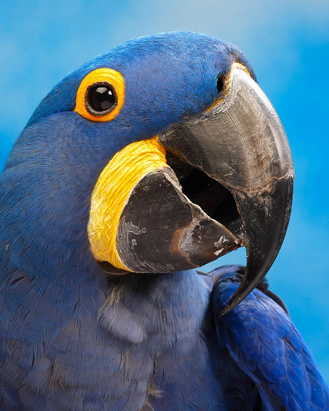 Hyacinth Macaw Anodorhynchus hyacinthinus | Animals, and creatures that ...