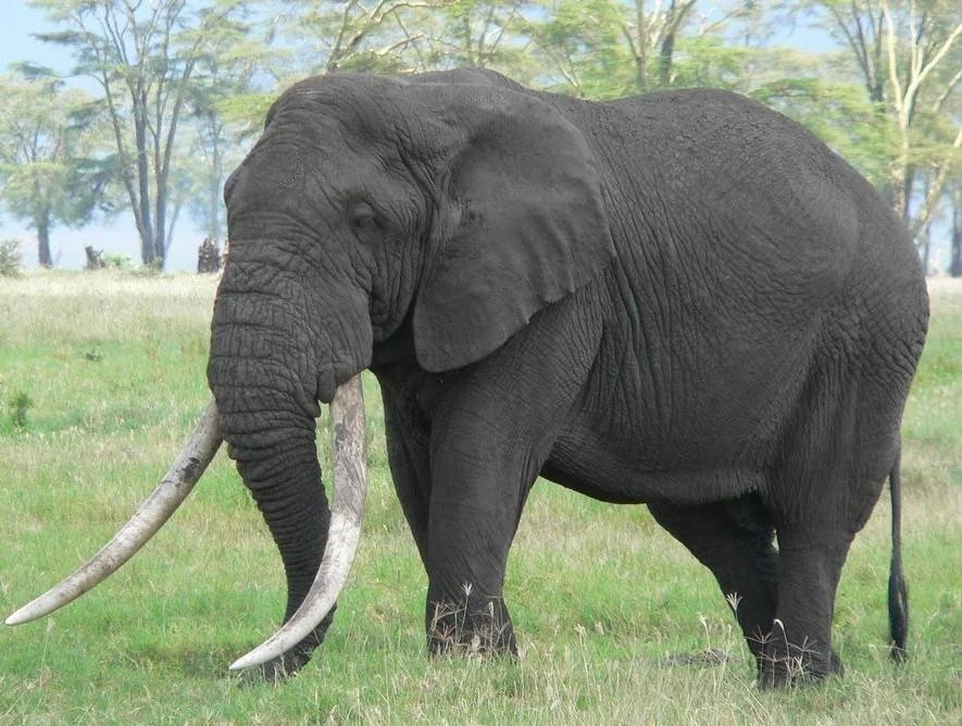 Afro African Bush Elephant (African Elephant) | Animals, and creatures ...