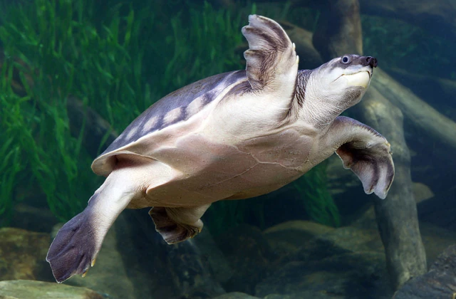 Fly River Turtle