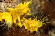 Yellow Sea Cucumber Colochirus robustus | Animals, and creatures that ...