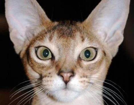 Abyssinian | Animals, and creatures that lived in prehistory Wiki | Fandom
