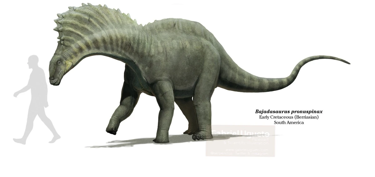 Bajadasaurus | Animal and Plant Wiki | Fandom