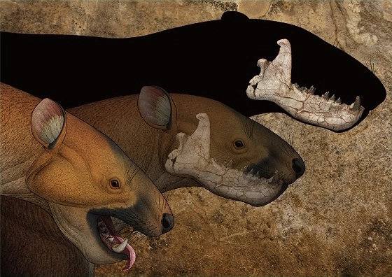 Nanxiongilambda | Animal and Plant Wiki | Fandom