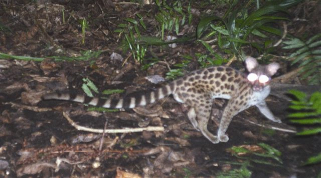 Zanzibar servaline genet | Animal and Plant Wiki | Fandom