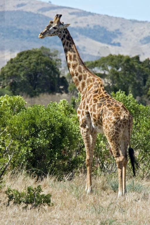 Masai giraffe | Animal and Plant Wiki | Fandom