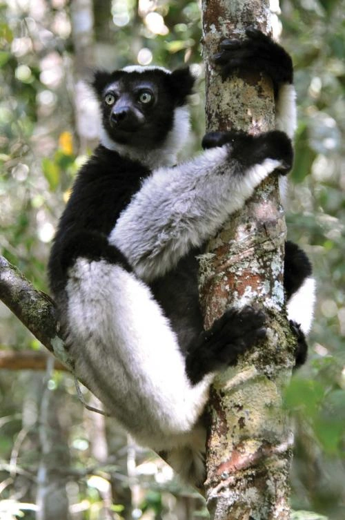 Indri | Animal and Plant Wiki | Fandom
