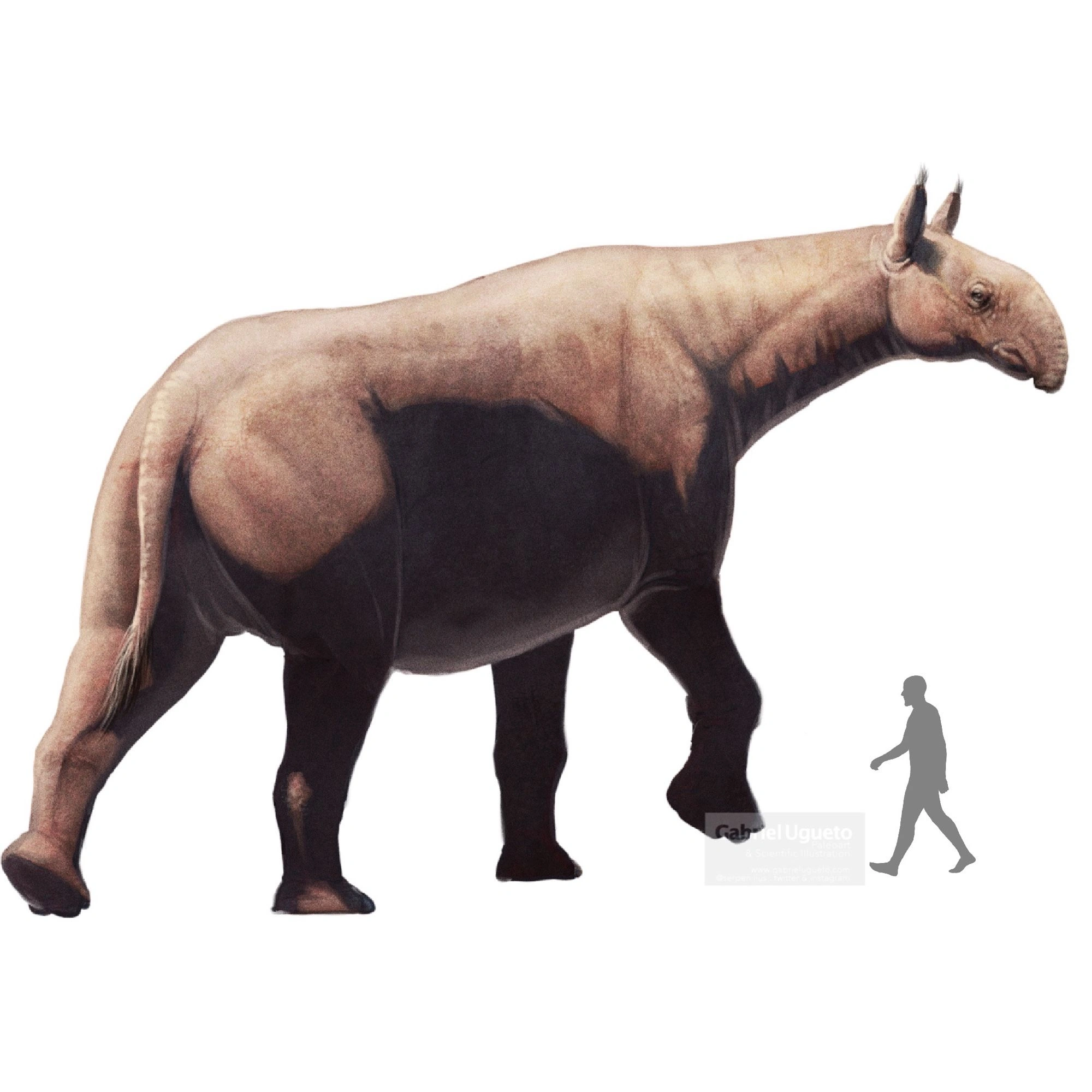 Paraceratherium | Animal and Plant Wiki | Fandom