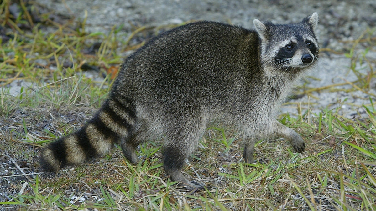 Raccoon | Animal and Plant Wiki | Fandom