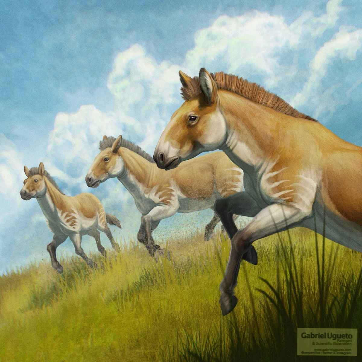 Pliohippus | Animal and Plant Wiki | Fandom