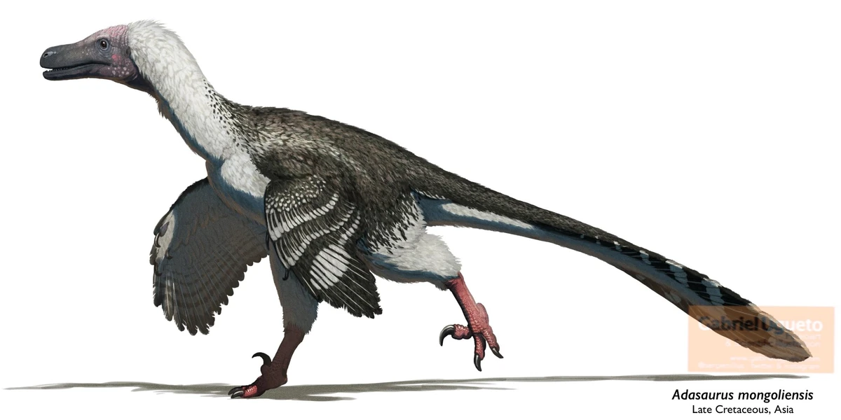 Adasaurus | Animal and Plant Wiki | Fandom