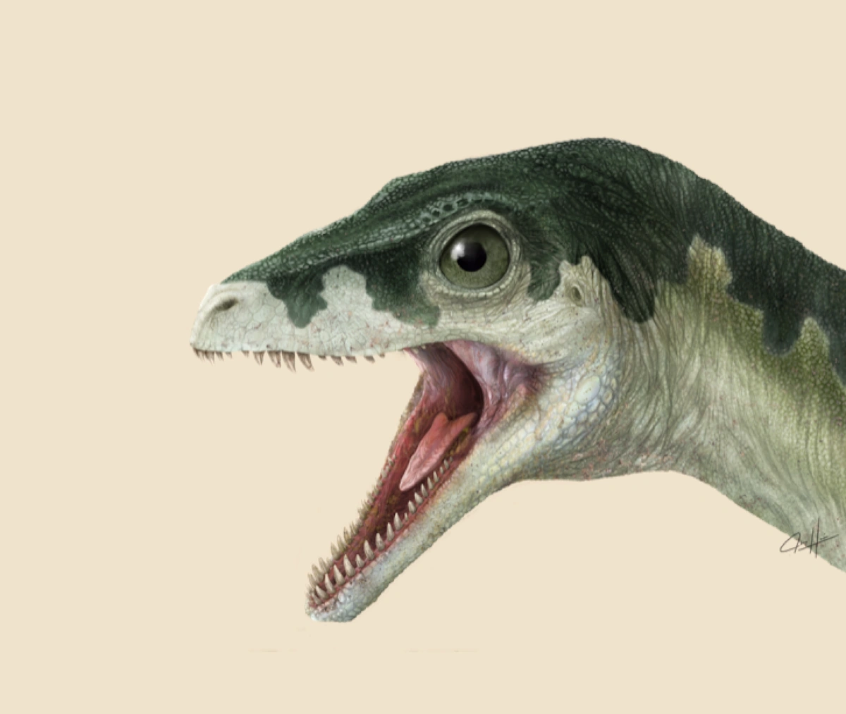 Eoraptor | Animal and Plant Wiki | Fandom