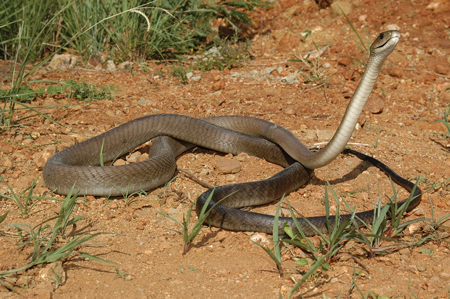 Black mamba | Animal and Plant Wiki | Fandom