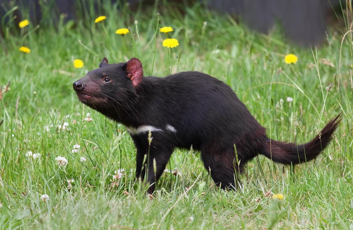 Tasmanian devil | Animal and Plant Wiki | Fandom