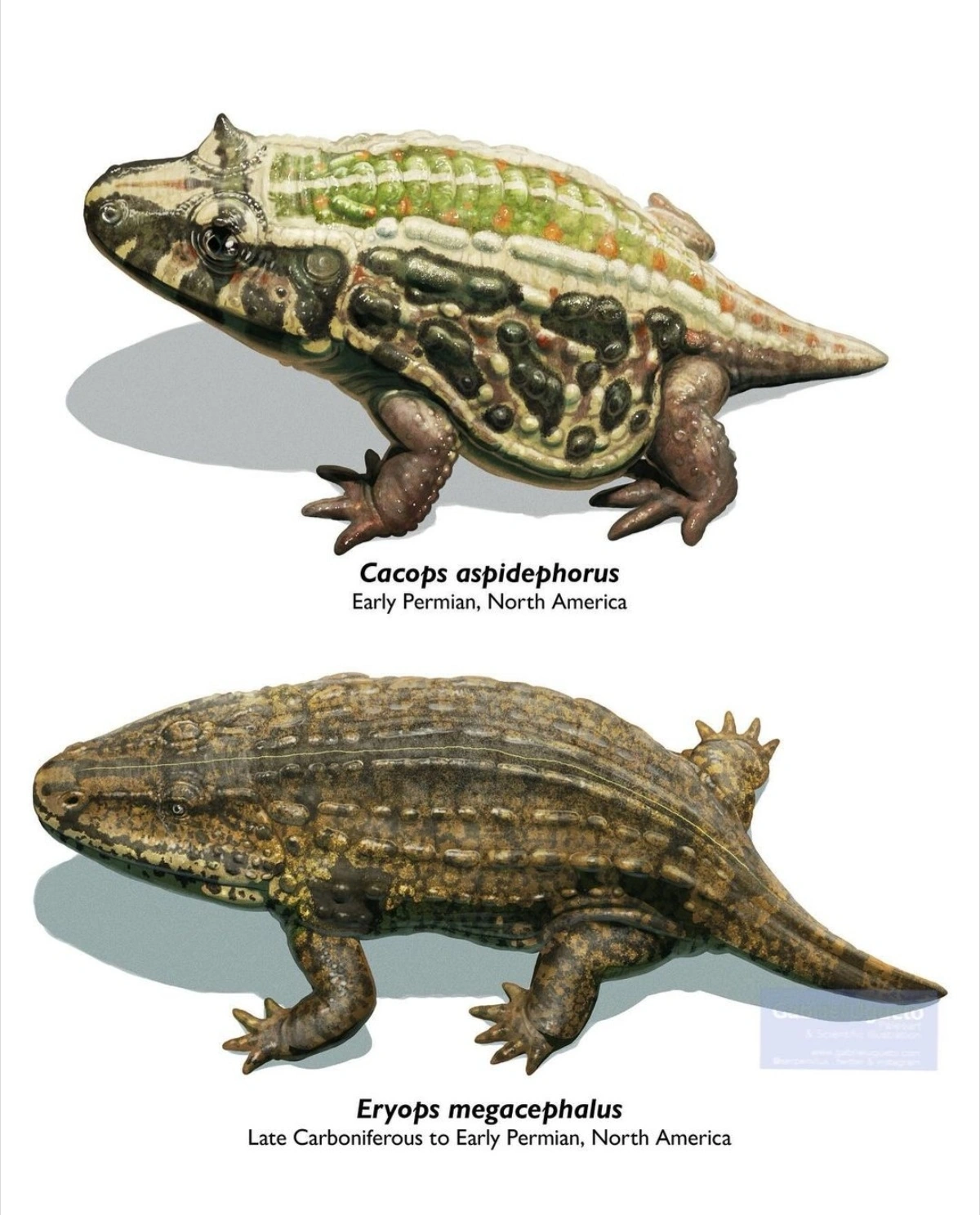 Cacops | Animal and Plant Wiki | Fandom