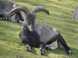 Bharal | Animals. Animals, Animals! Wiki | Fandom