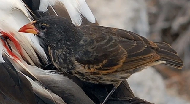 Vampire Finch | Animals. Animals, Animals! Wiki | Fandom