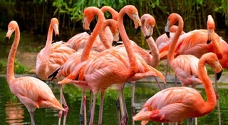 Flamingo | Animals. Animals, Animals! Wiki | Fandom