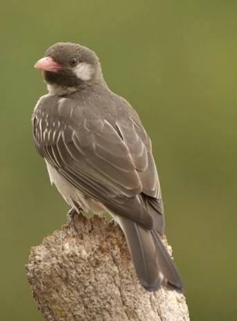 Honeyguide | Animals. Animals, Animals! Wiki | Fandom