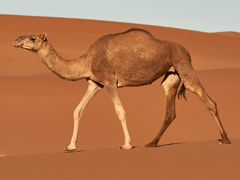 Camel | Animals. Animals, Animals! Wiki | Fandom