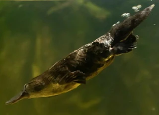 Platypus | Animals. Animals, Animals! Wiki | Fandom