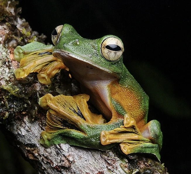 Flying Frog | Animals. Animals, Animals! Wiki | Fandom