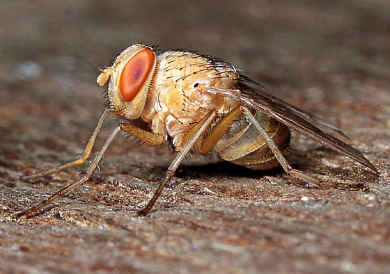 Ormia Fly | Animals. Animals, Animals! Wiki | Fandom