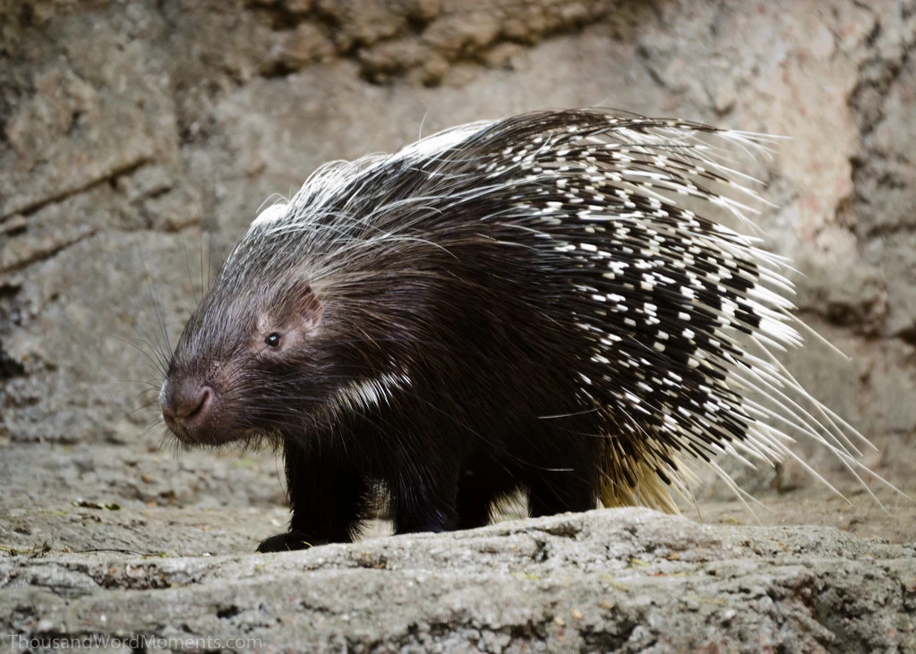 Porcupine | Animals. Animals, Animals! Wiki | Fandom